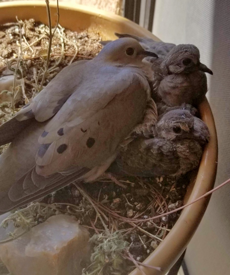 Doves | Becky64 | Blipfoto