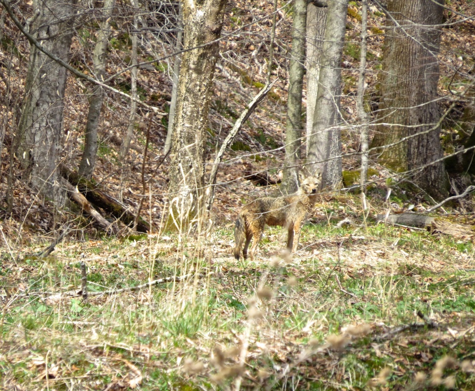 Coyote in the Pennsylvania Wilds | GirlWithACamera | Blipfoto