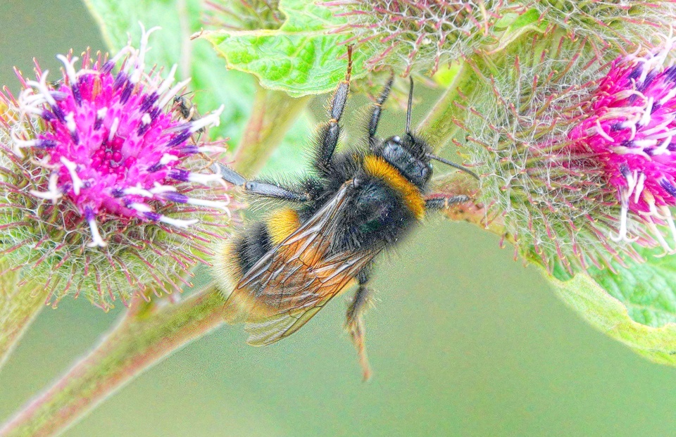 Bee Blip | BobsBlips | Blipfoto