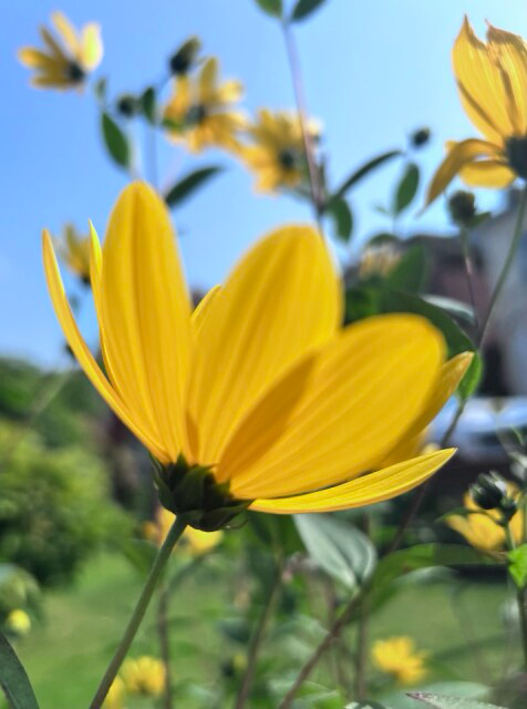 Gold | pixelpixie | Blipfoto