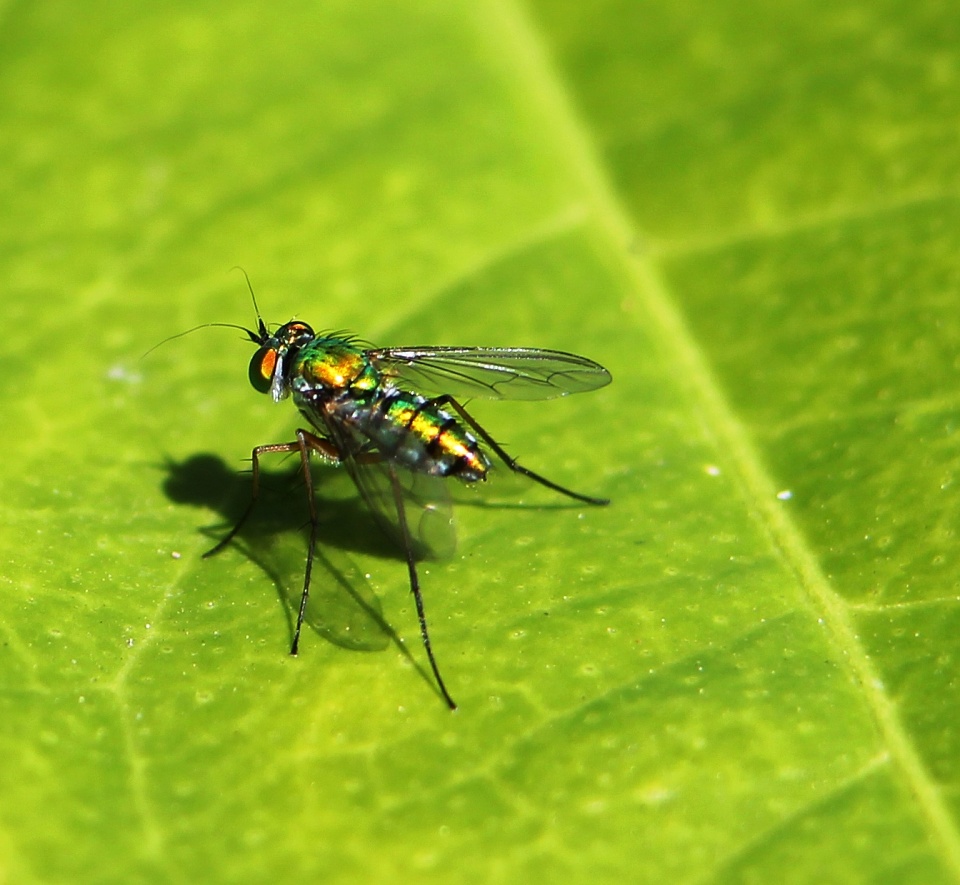 Green fly. | frezabird | Blipfoto