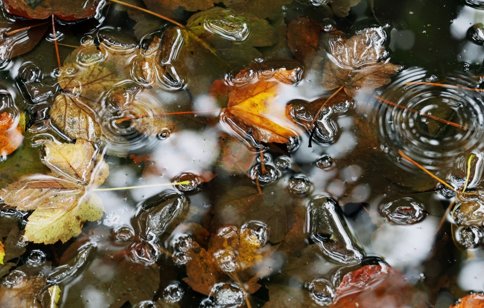 More rain... | Nicpic | Blipfoto