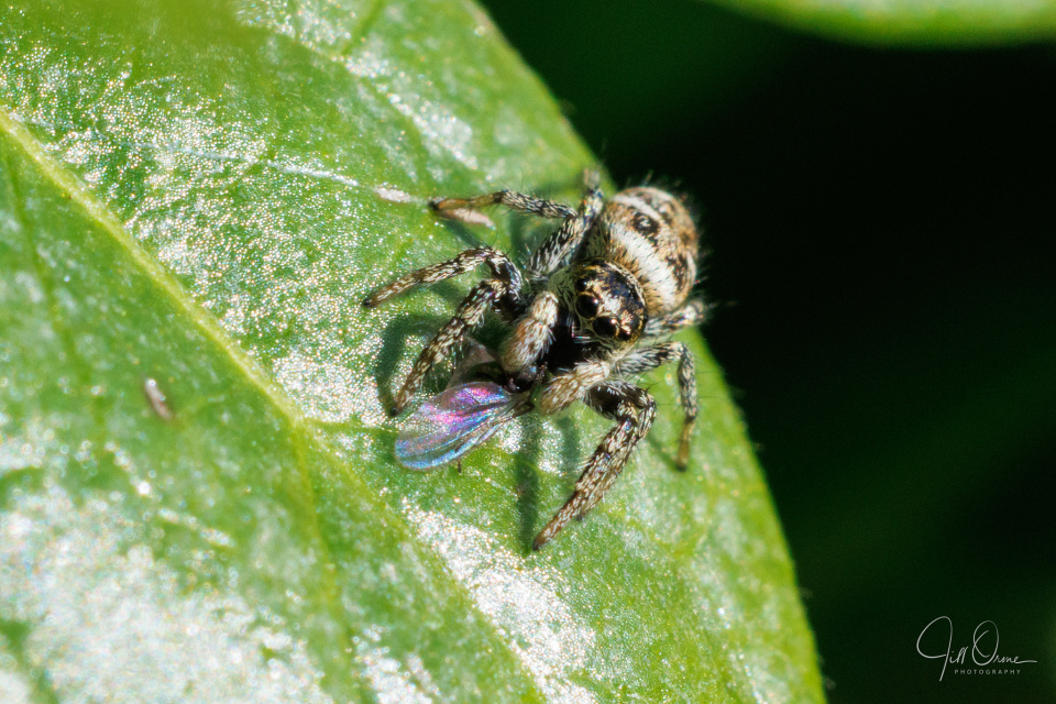 Fierce | JDO | Blipfoto