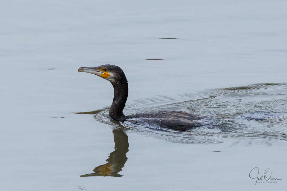 Solo | JDO | Blipfoto