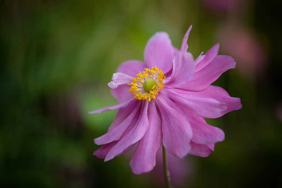Pink wind flower | mpp26 | Blipfoto