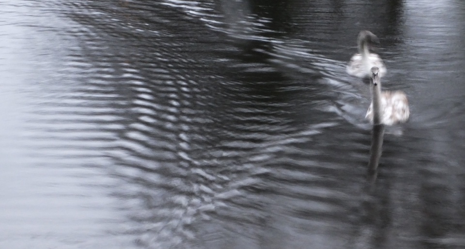Ghost swans | allieballie | Blipfoto