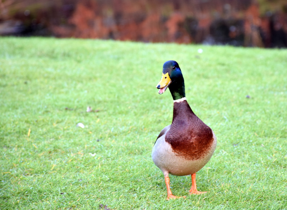 Silly duck | Paola | Blipfoto