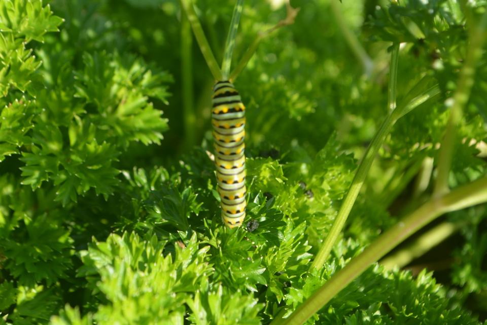 Yellow Swallowtail | Doingok | Blipfoto