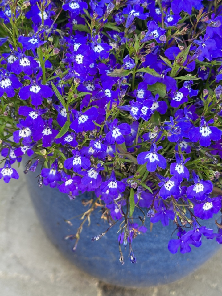 True blue... | Damnonii | Blipfoto