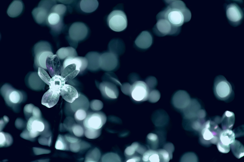 Tis spring. ... | MarkusMeerkat | Blipfoto