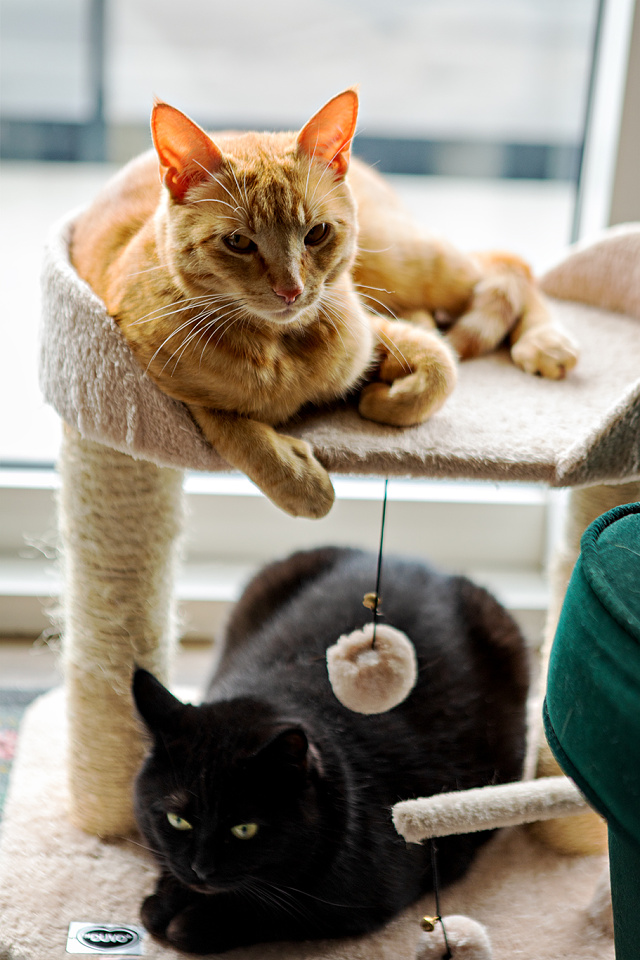 Hierarchy of the cats | Gunnlaug | Blipfoto