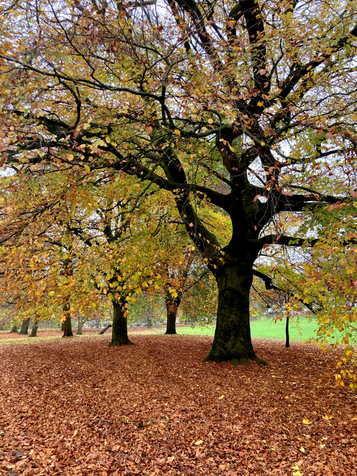 Straying | mambo | Blipfoto