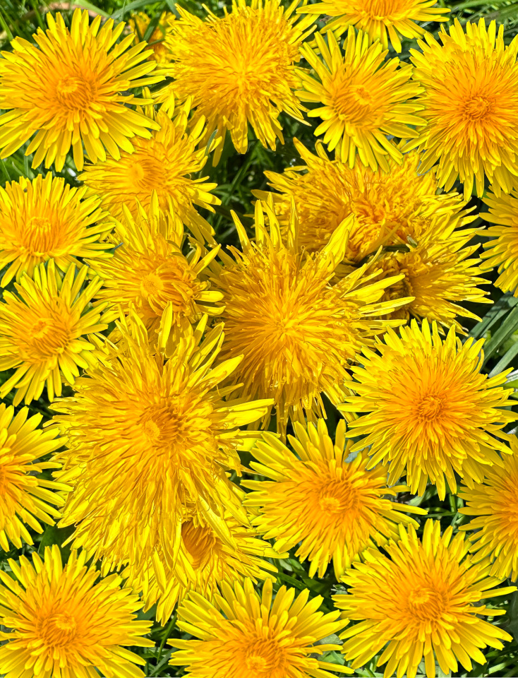 Bee fodder! | Majoayee | Blipfoto
