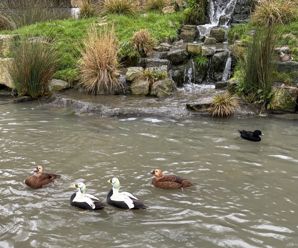 Spectacled eiders | jennym999 | Blipfoto