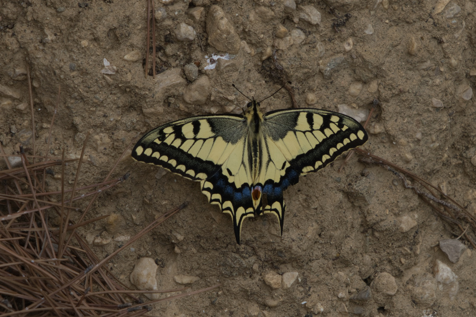 This is not country dancing... | Incredibish | Blipfoto