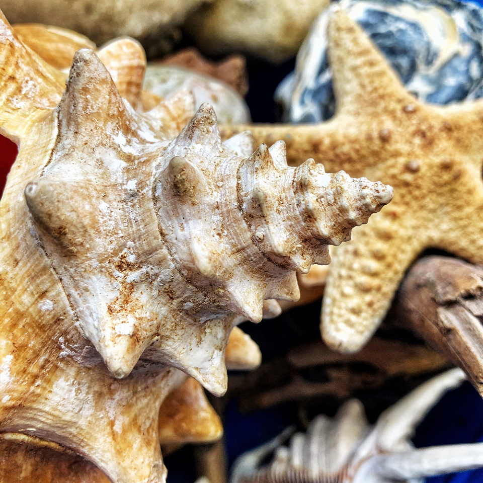 Shells. | Cherryflapjack | Blipfoto