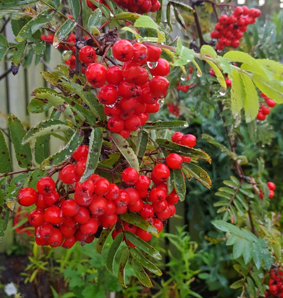The top of the rowan tree... | Pleach | Blipfoto