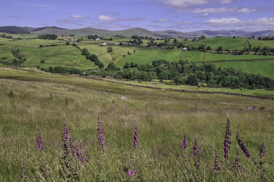 Potter Fell | Puffin | Blipfoto