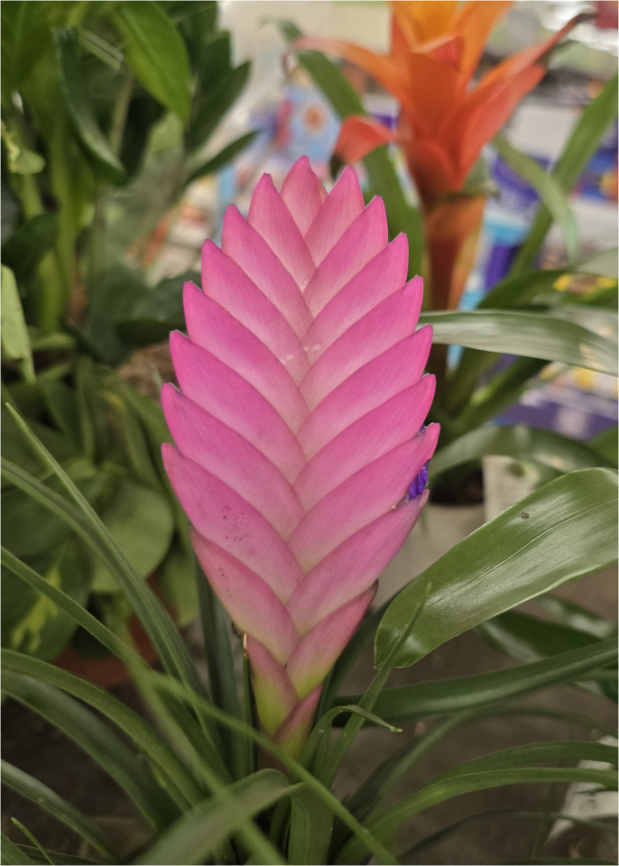 Mini Bromeliad Tillandsia | Terrifo | Blipfoto