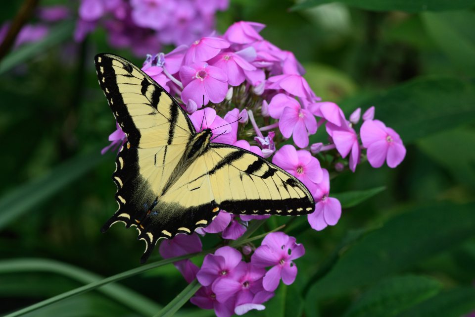 Mister Lovely | dbifulco | Blipfoto