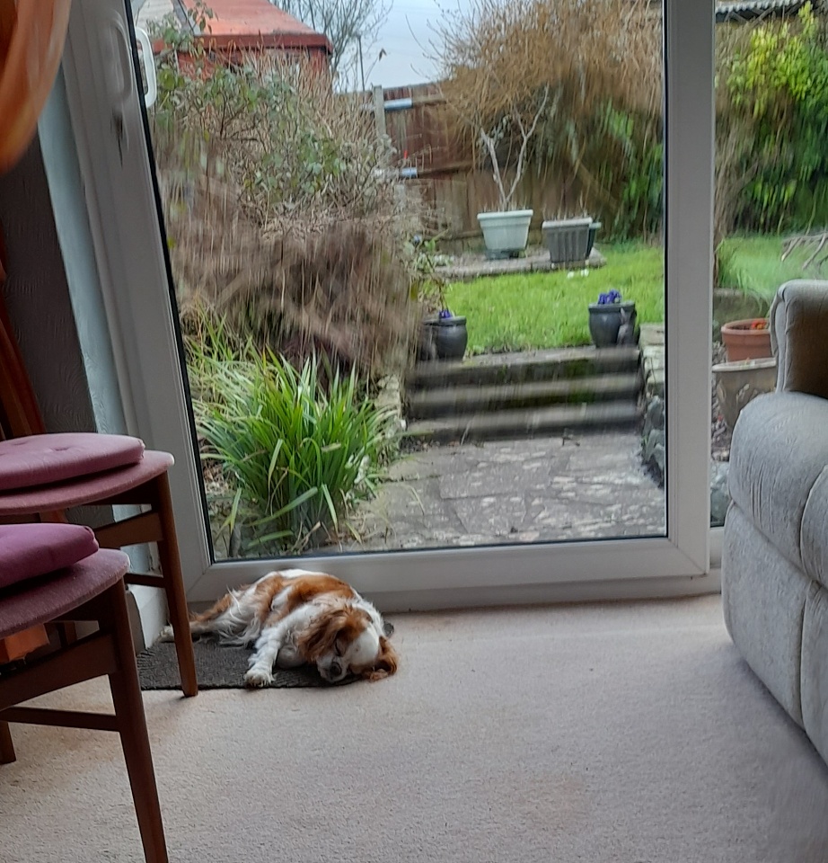 WINDOW GUARDING? ? | Gallopinggran | Blipfoto