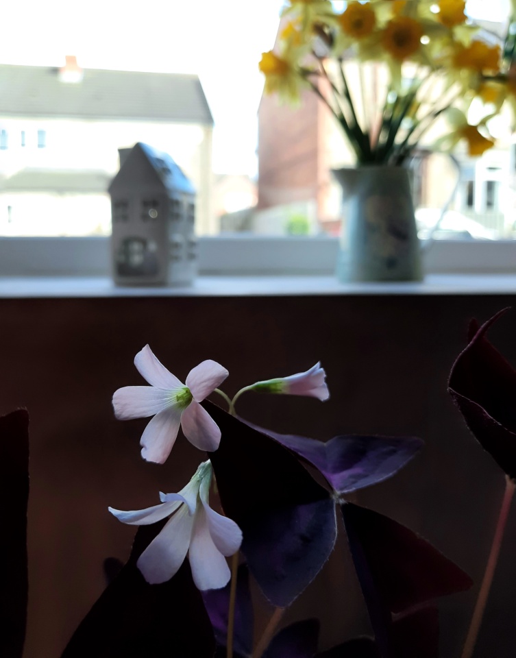 FlowerFriday | evolybab | Blipfoto