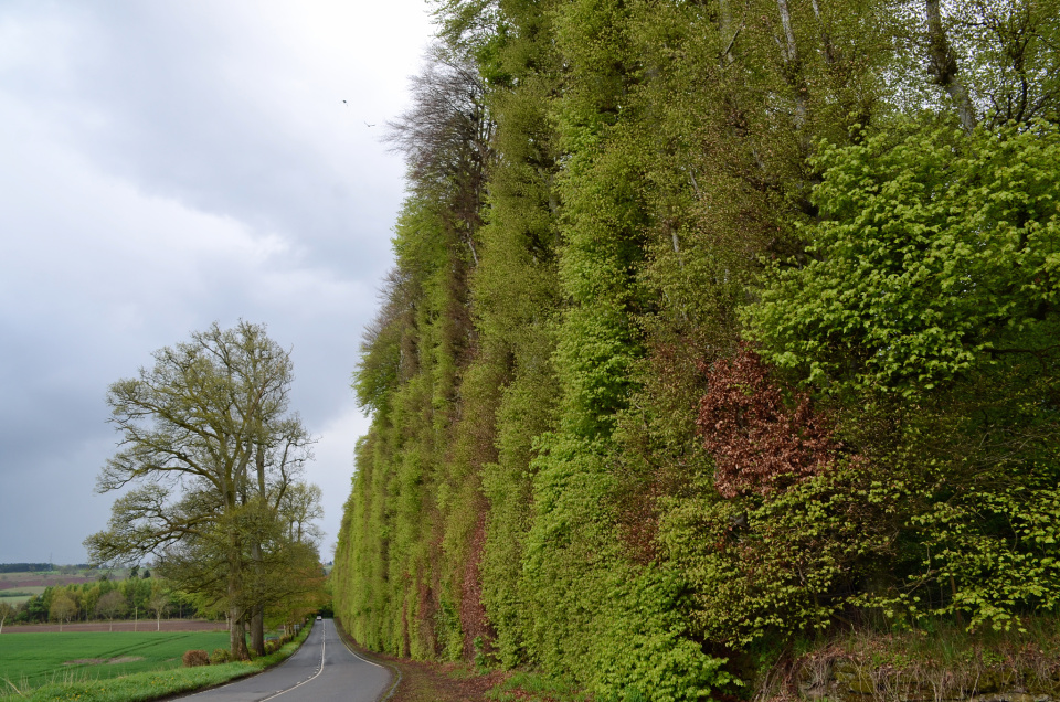 Hedging your bets | Maurice1948 | Blipfoto