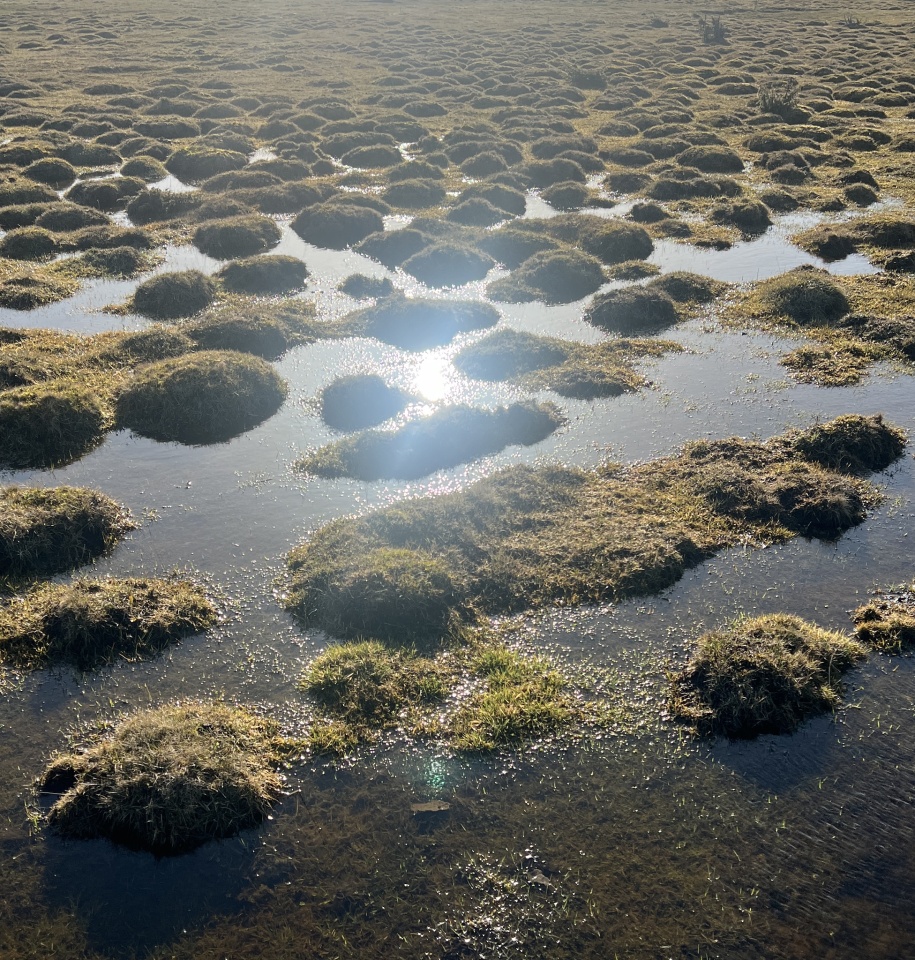 Sea-meadows | Shelling | Blipfoto
