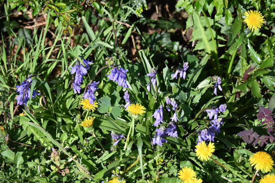 The first Bluebells... | IAE | Blipfoto