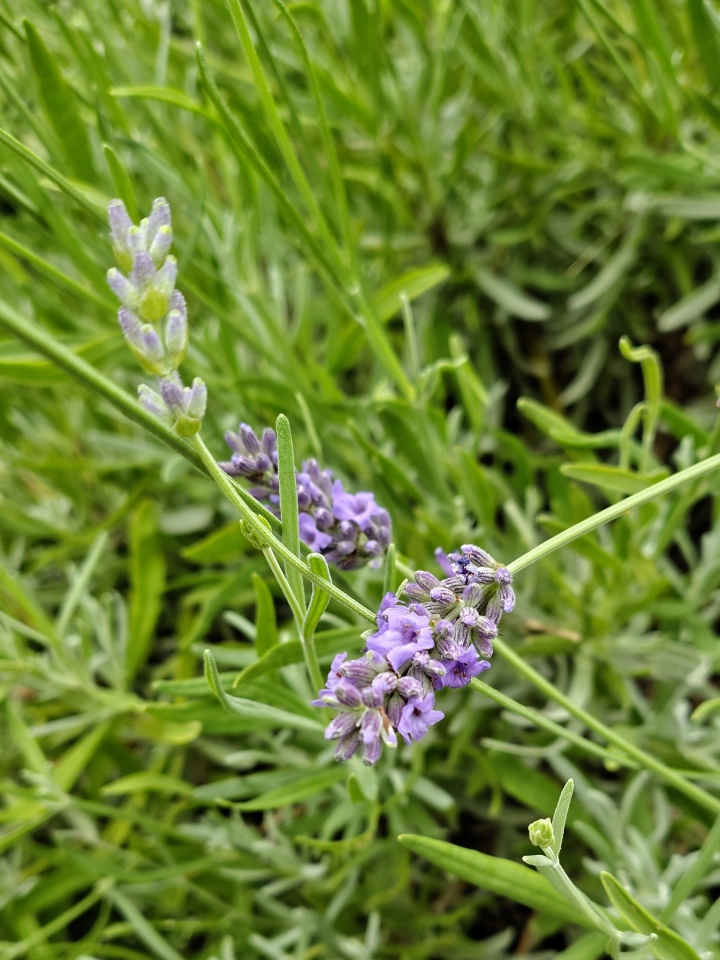 Lavender gap filler | BikerBabe | Blipfoto