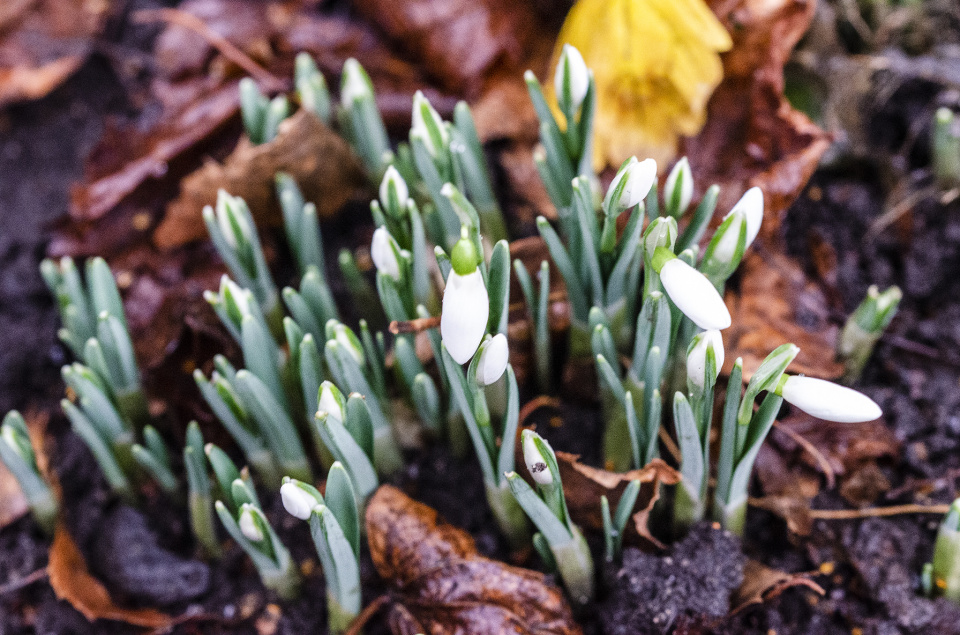 Snowdrops | CorvidFiesta | Blipfoto