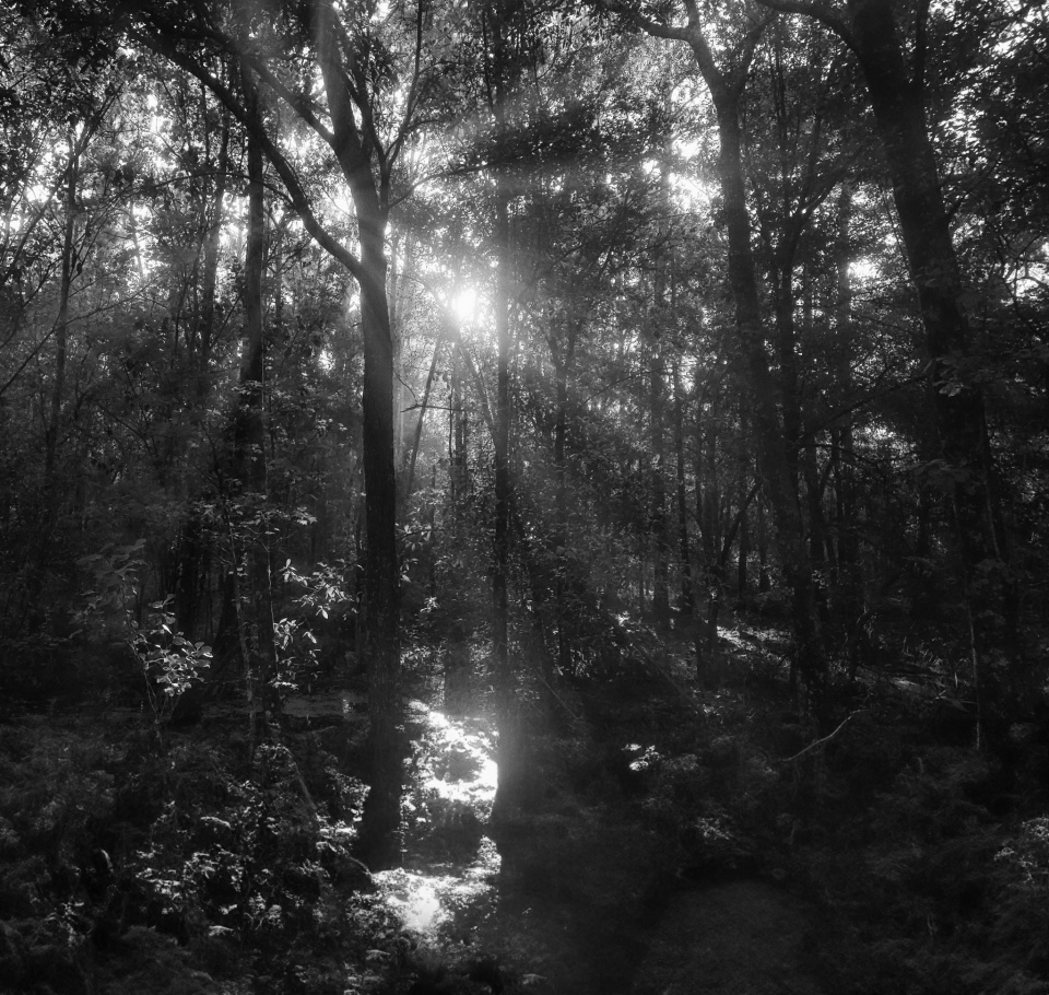 Sunrays | bugsman | Blipfoto