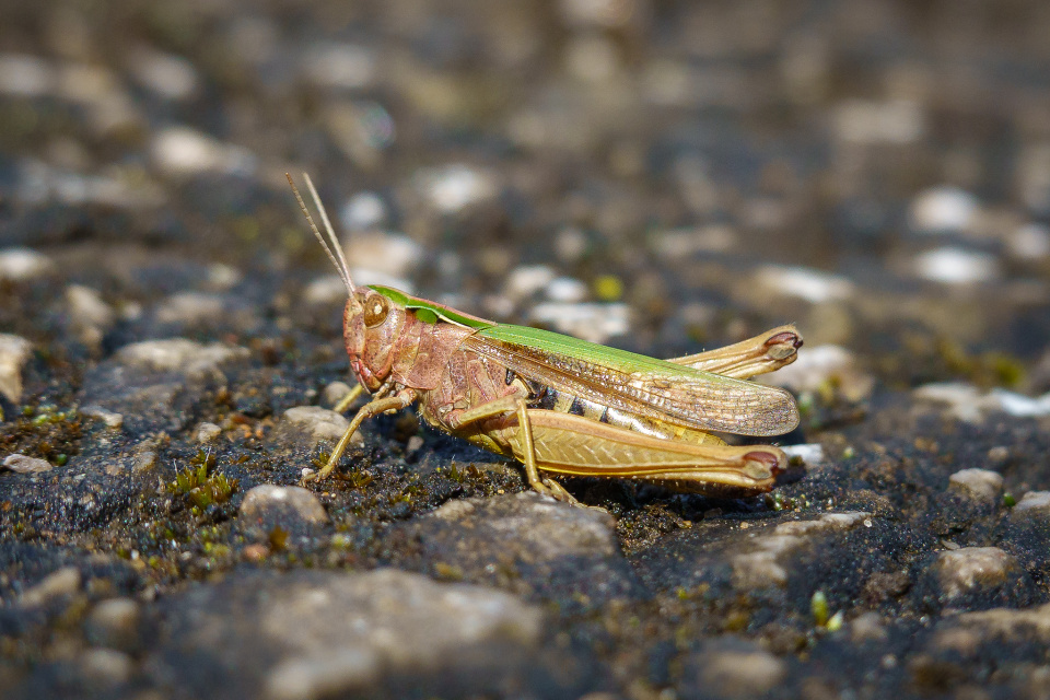 Grasshopper | madwill | Blipfoto