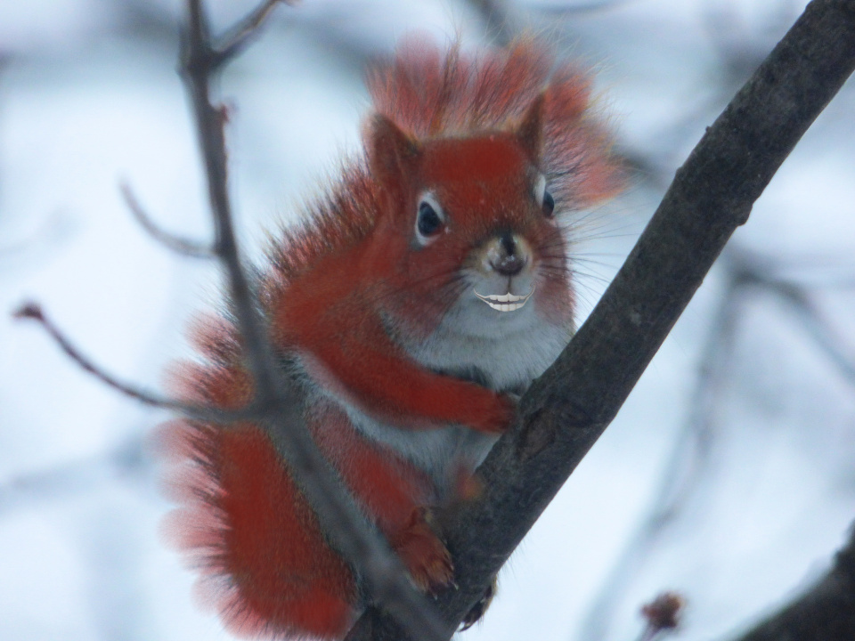 Silly Saturday- Happy Red Squirrel! | Naturelover | Blipfoto