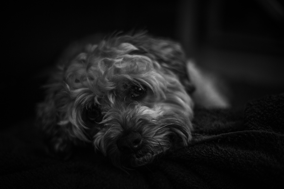 Dog-puddle | janescanlan | Blipfoto