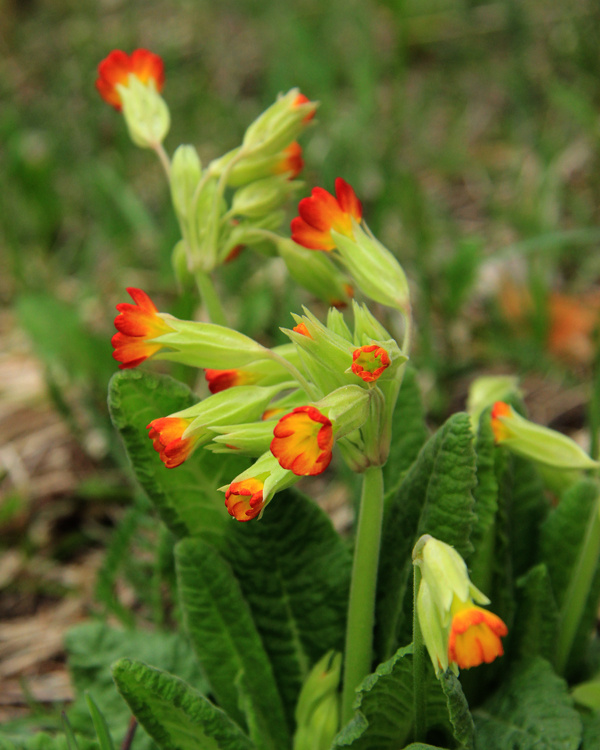 Red Cowslips | joesblips | Blipfoto