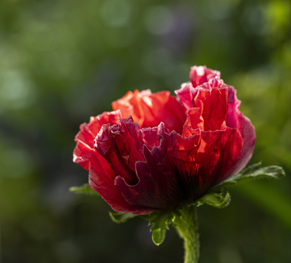 New poppy | Aliscotia | Blipfoto