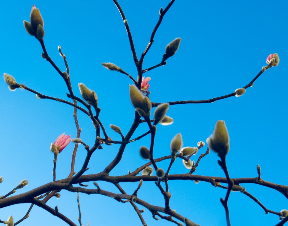 Magnolia buds | Emsie | Blipfoto