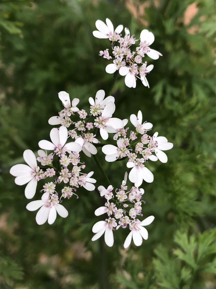 Cilantro flower | Anaisabel | Blipfoto