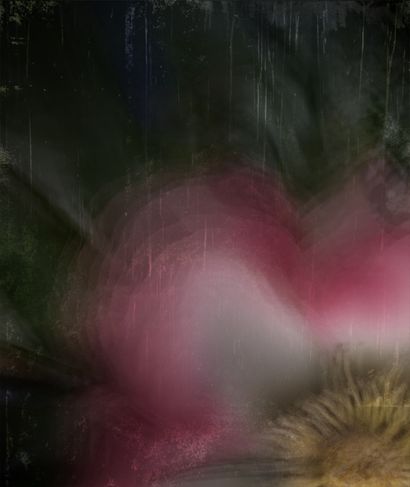 Daisy…. | rainie | Blipfoto