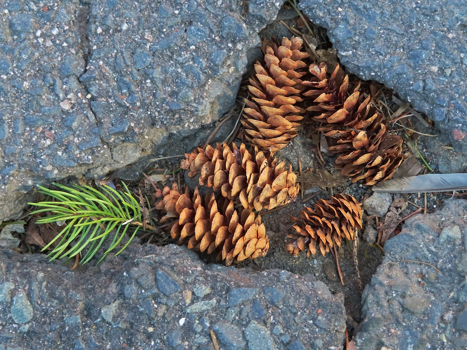 Pine Cones Plus | VandeGraaff | Blipfoto