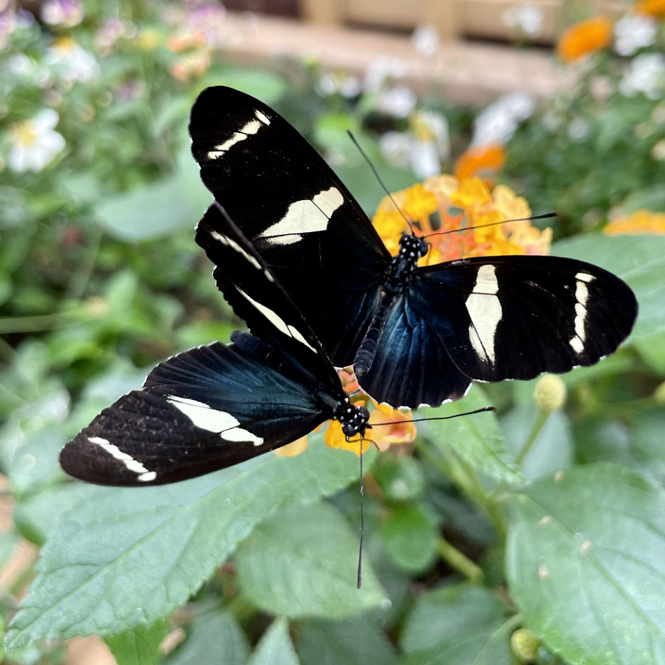 Hall Place Butterflies | JJ46 | Blipfoto