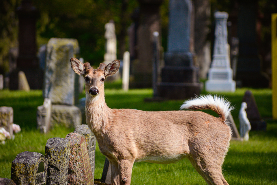 Cemetery Buck | MissMacPic | Blipfoto