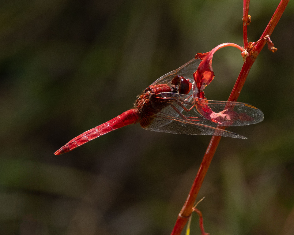 Scarlet | Hillyblips | Blipfoto