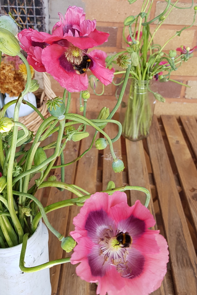 Bees in poppies | rat | Blipfoto