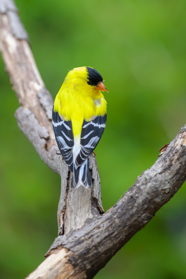 Yellow | dbifulco | Blipfoto