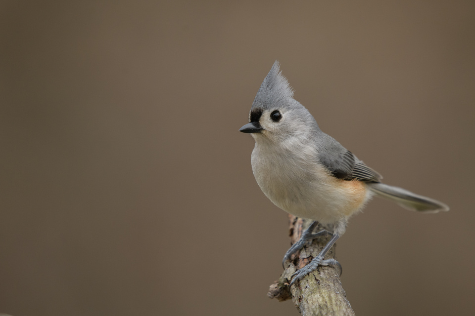 Perky | dbifulco | Blipfoto