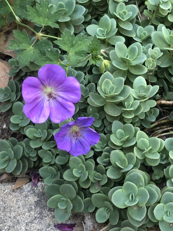 My garden | 59 | Blipfoto