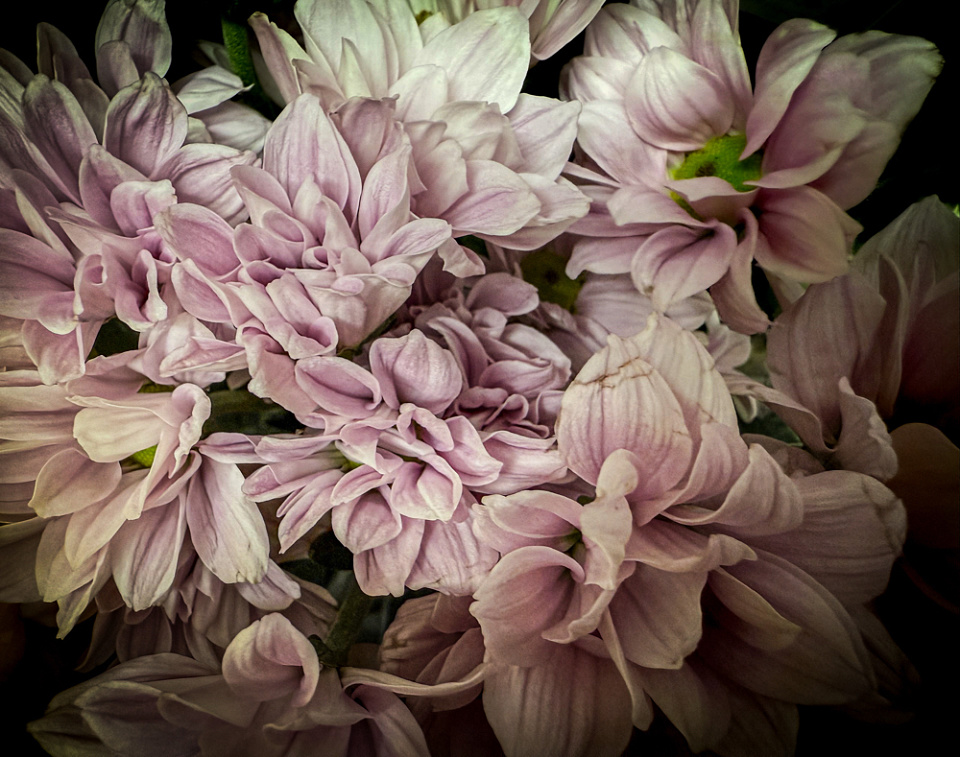 Dusky Pink…. | Lizimagiz | Blipfoto