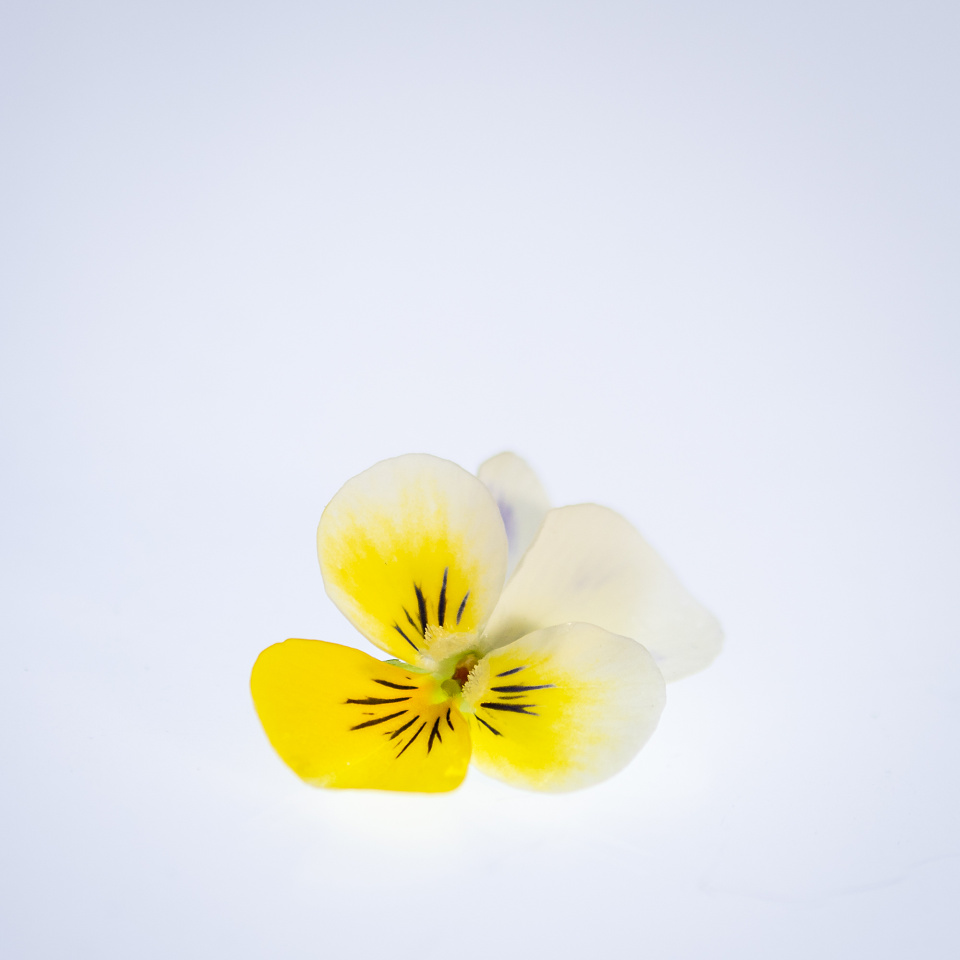 Viola | AH14 | Blipfoto